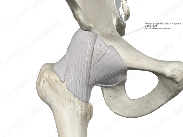 Fibrous Layer of Articular Capsule of Hip Joint | Complete Anatomy