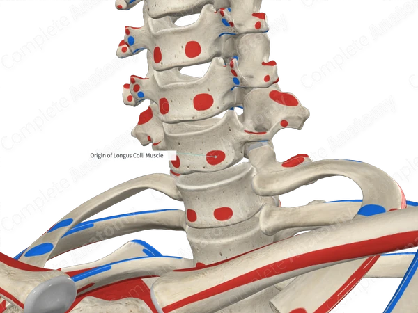 Origin of Longus Colli Muscle | Complete Anatomy