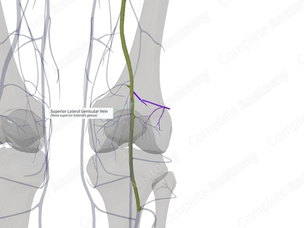 Superior Lateral Genicular Vein (Left) | Complete Anatomy