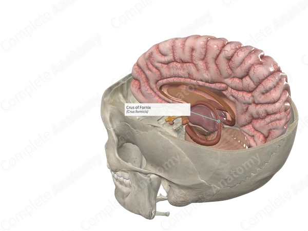 Crus of Fornix | Complete Anatomy