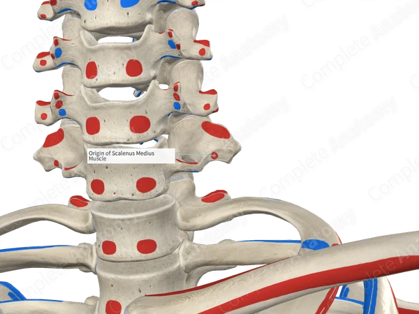 Origin of Scalenus Medius Muscle | Complete Anatomy