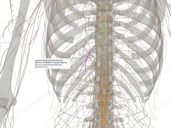 Lateral Branch of Posterior Ramus of Ninth Thoracic Nerve (Left ...