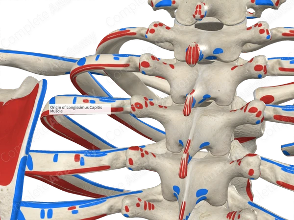 Origin of Longissimus Capitis Muscle | Complete Anatomy