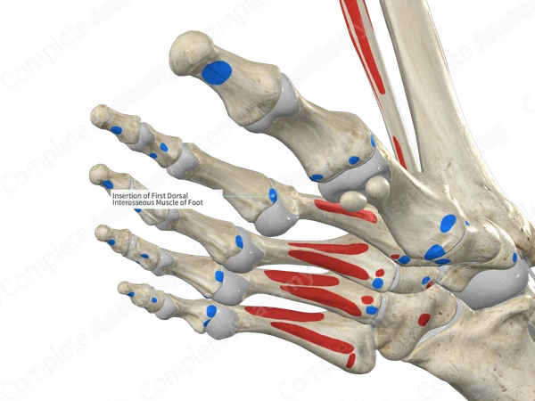 Insertion of First Dorsal Interosseous Muscle of Foot | Complete Anatomy