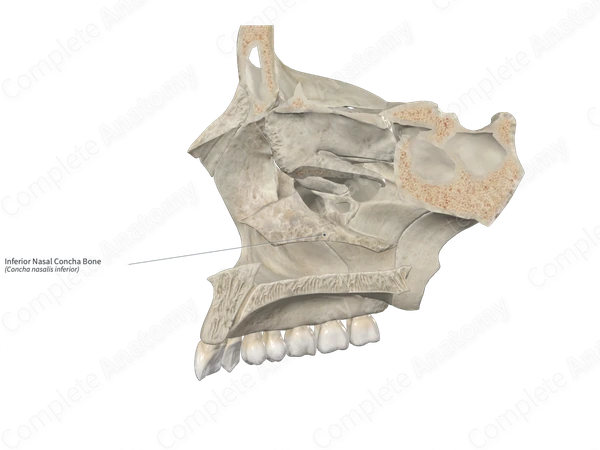 Inferior Nasal Concha Bone | Complete Anatomy