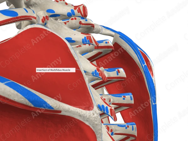 Insertion of Multifidus Muscle | Complete Anatomy