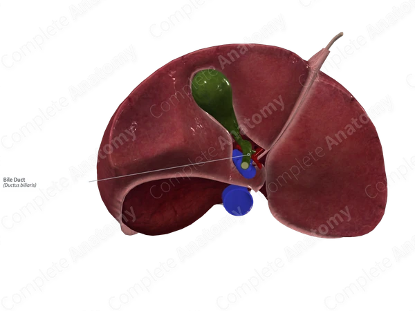 Bile Duct | Complete Anatomy