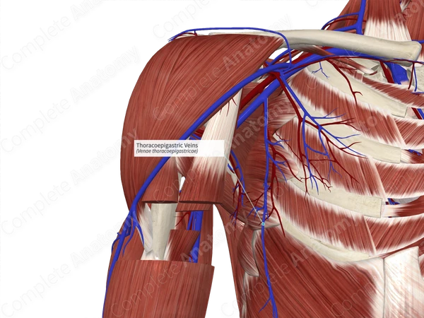 Thoracoepigastric Veins | Complete Anatomy