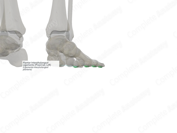 Plantar Interphalangeal Ligaments (Proximal; Left) | Complete Anatomy