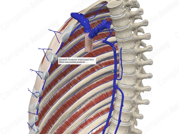 Seventh Posterior Intercostal Vein | Complete Anatomy