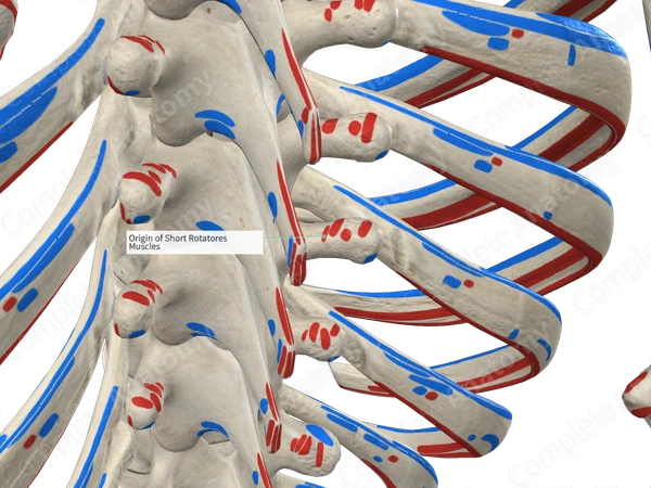 Origin of Short Rotatores Muscles | Complete Anatomy