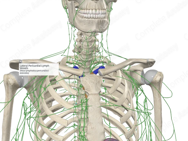 Lateral Pericardial Lymph Vessels | Complete Anatomy