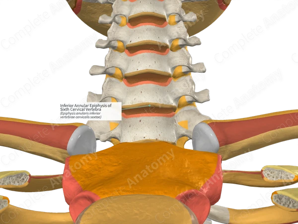 Inferior Annular Epiphysis of Sixth Cervical Vertebra | Complete Anatomy