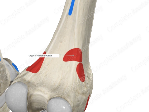 Origin of Plantaris Muscle | Complete Anatomy