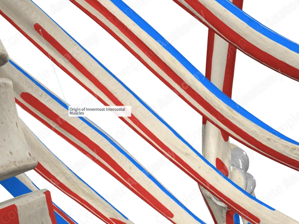 Origin of Innermost Intercostal Muscles | Complete Anatomy