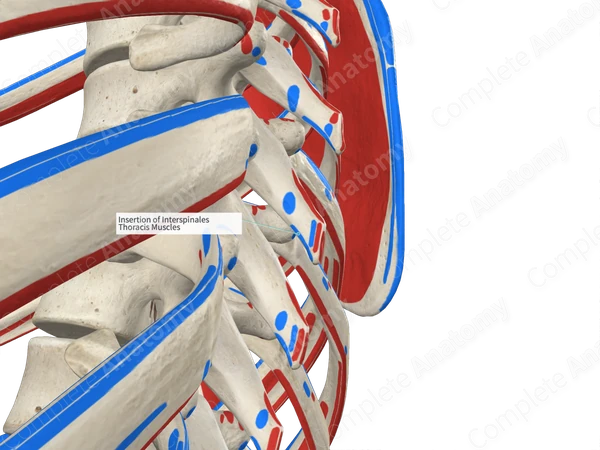 Insertion of Interspinales Thoracis Muscles | Complete Anatomy