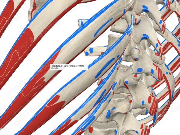 Insertion of External Intercostal Muscles | Complete Anatomy