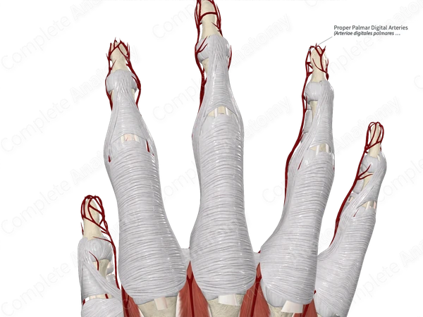 Proper Palmar Digital Arteries | Complete Anatomy