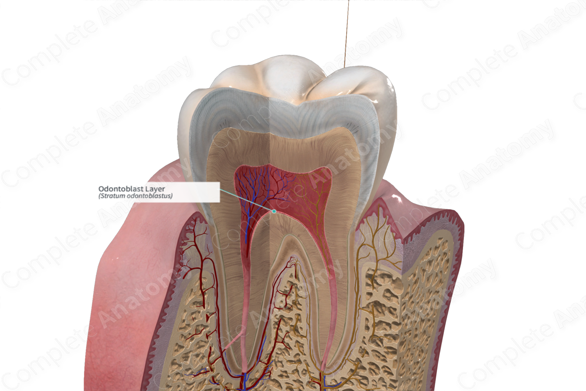Odontoblast Layer Complete Anatomy