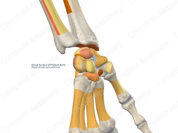 Dorsal Surface of Pisiform Bone | Complete Anatomy