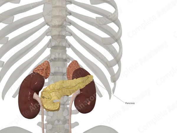 Pancreas Location Ribs