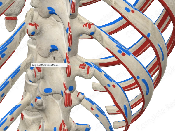 Origin of Multifidus Muscle | Complete Anatomy