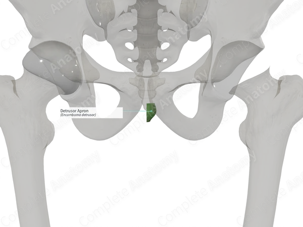 Detrusor Apron (Left) | Complete Anatomy