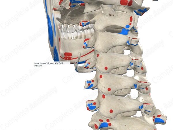 Insertion of Iliocostalis Colli Muscle | Complete Anatomy