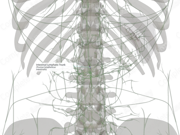 Intestinal Lymphatic Trunk | Complete Anatomy
