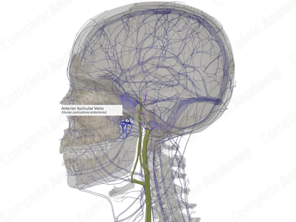 Anterior Auricular Veins (Left) | Complete Anatomy