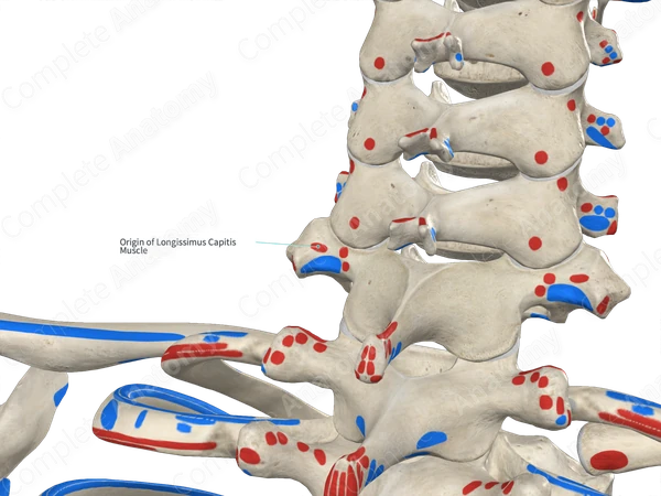 Origin of Longissimus Capitis Muscle | Complete Anatomy