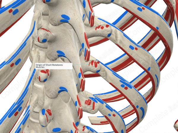 Origin of Short Rotatores Muscles | Complete Anatomy