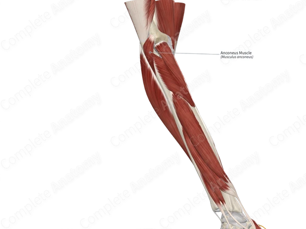 Anconeus Muscle Muscle Breakdown: Anconeus