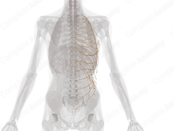Anterior Rami of Thoracic Nerves (Left) | Complete Anatomy