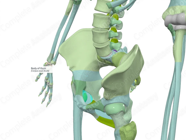Body of Ilium | Complete Anatomy