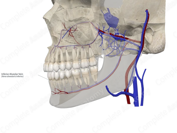 Inferior Alveolar Three Dimensional Assessment Of The Anterior And