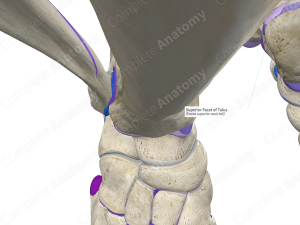 Superior Facet of Talus | Complete Anatomy