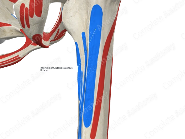 Insertion of Gluteus Maximus Muscle | Complete Anatomy