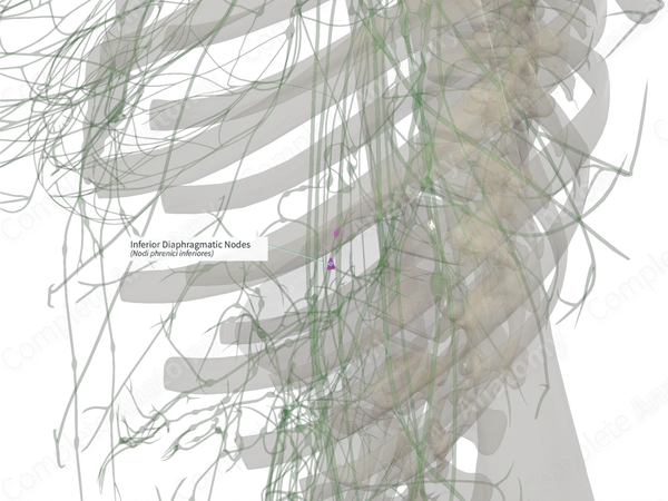 Inferior Diaphragmatic Nodes (Left) | Complete Anatomy