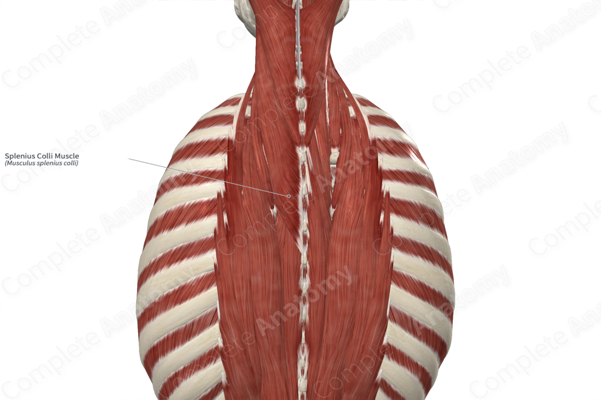 Splenius Colli Muscle | Complete Anatomy