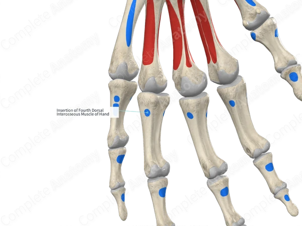 Insertion of Fourth Dorsal Interosseous Muscle of Hand | Complete Anatomy