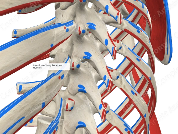 Insertion of Long Rotatores Muscles | Complete Anatomy