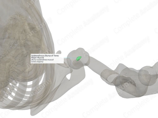 Subtendinous Bursa of Teres Major Muscle (Left) | Complete Anatomy