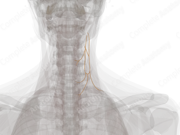 Ansa Cervicalis (Left) | Complete Anatomy