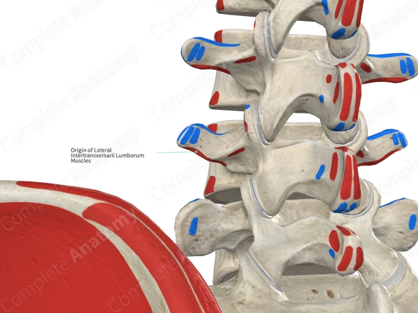 Origin of Lateral Intertransversarii Lumborum Muscles | Complete Anatomy