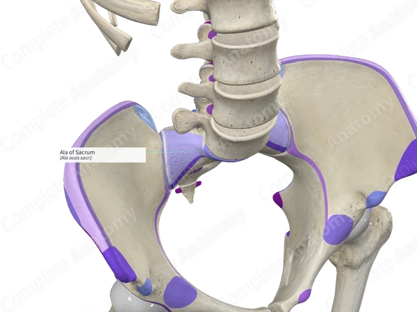 Ala of Sacrum (Left) | Complete Anatomy