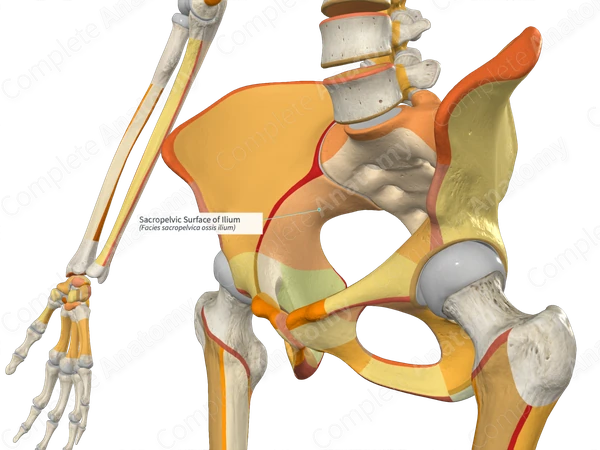 Sacropelvic Surface of Ilium | Complete Anatomy
