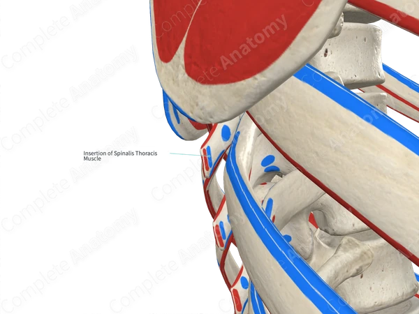 Insertion of Spinalis Thoracis Muscle | Complete Anatomy