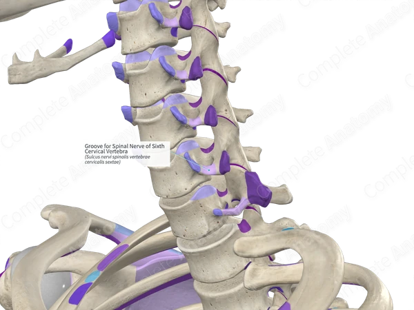 Groove for Spinal Nerve of Sixth Cervical Vertebra (Left) | Complete ...