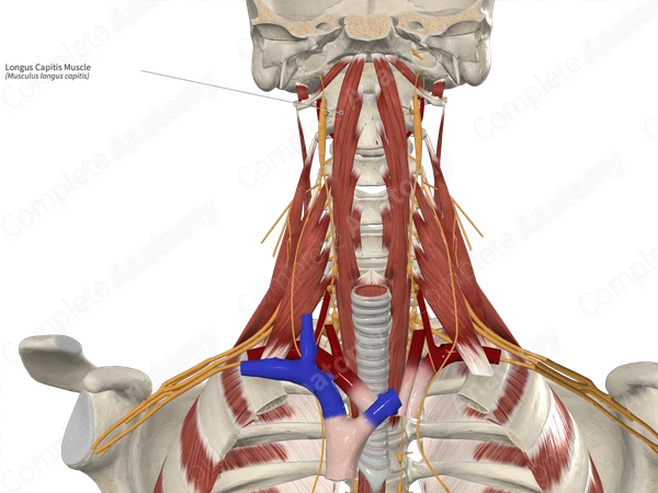 Longus Capitis Muscle | Complete Anatomy